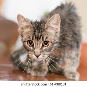 447 Ruffled fur Images, Stock Photos & Vectors | Shutterstock