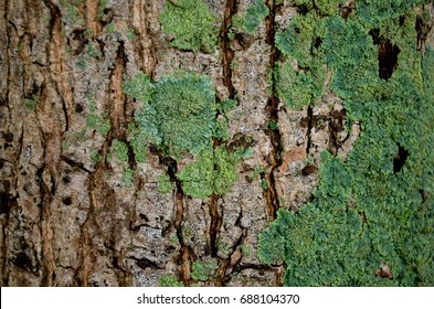 Rugged Patterns Tree Background Stock Photo 688104370 | Shutterstock