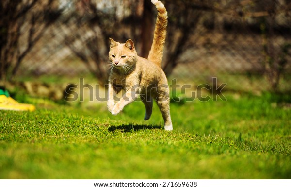 Running Cat Stock Photo 271659638 | Shutterstock