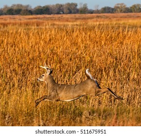 929 Whitetail deer running Images, Stock Photos & Vectors | Shutterstock