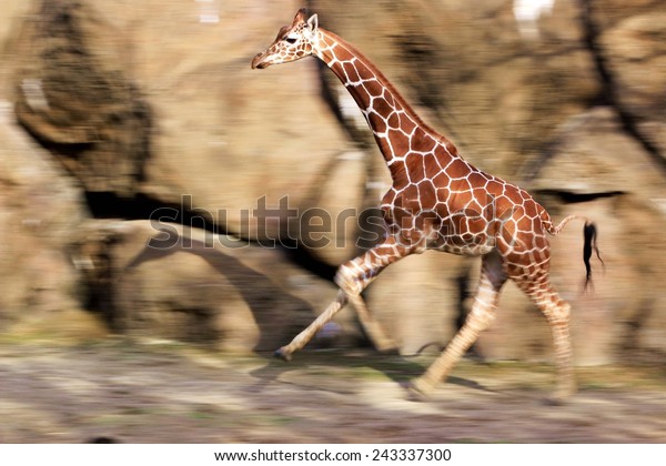 Running Giraffe Stock Photo (Edit Now) 243337300
