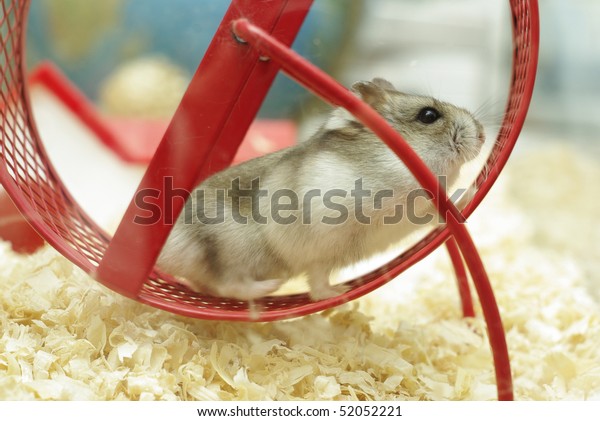 Running Hamster Stock Photo (Edit Now) 52052221