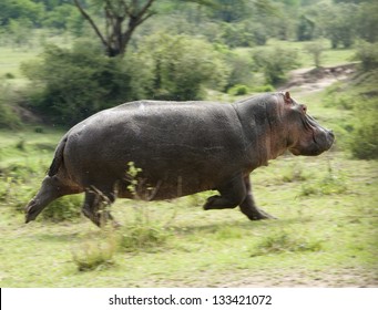 720 Hippo running Images, Stock Photos & Vectors | Shutterstock