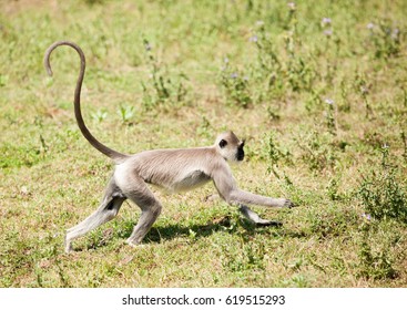 13,828 Walking monkey Images, Stock Photos & Vectors | Shutterstock