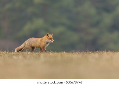 Running Red Fox Stock Photo 600678776 | Shutterstock