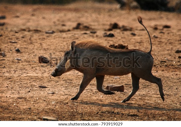 Running Warthog Stock Photo (Edit Now) 793919029