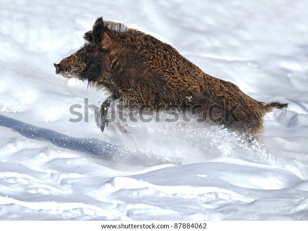 Running Wild Boar Stock Photo (Edit Now) 87884062 Running Wild Boar Stock Photo (Edit Now) 87884062
