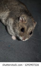 Russian Dwarf Hamster Looking Camera Grey Stock Photo 1292907226 ...