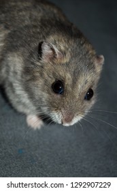 Russian Dwarf Hamster Looking Camera Grey Stock Photo 1292907229 ...