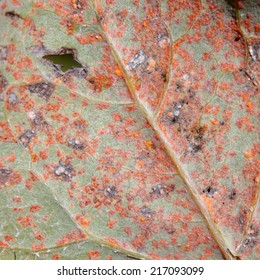 44,881 Leaf Rust Images, Stock Photos & Vectors | Shutterstock