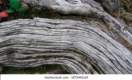 Rustic Old Twisted Tree Texture Stock Photo 1873446169 | Shutterstock