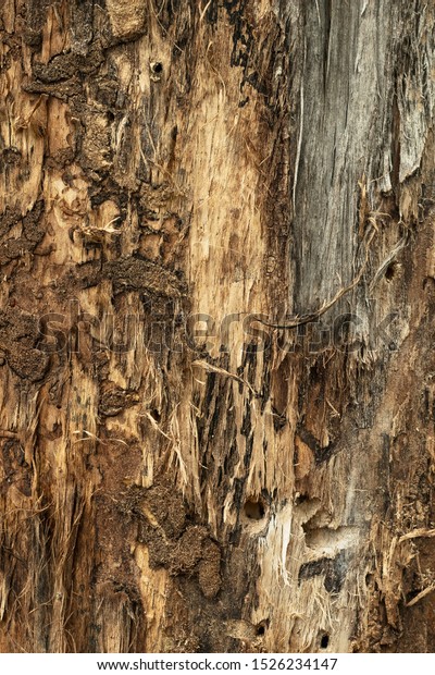 Rustic Pattern Old Wood Bark Tree Stock Photo 1526234147 | Shutterstock