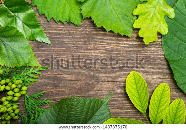 Rustic Summer Background Green Leafs On Stock Photo 1437375170 ...