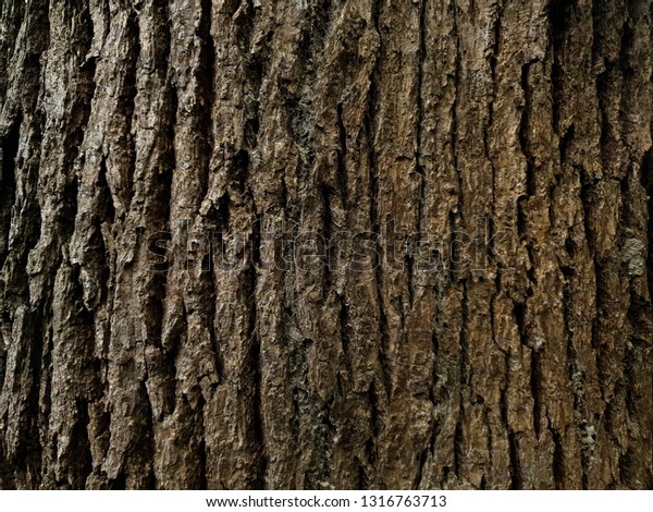 Rustic Tree Bark Texture Stock Photo (Edit Now) 1316763713