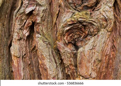 12,820 Cedar tree trunk Stock Photos, Images & Photography | Shutterstock