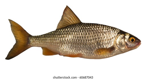 930 Rutilus rutilus Images, Stock Photos & Vectors | Shutterstock