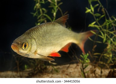930 Rutilus rutilus Images, Stock Photos & Vectors | Shutterstock