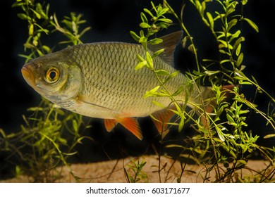 930 Rutilus rutilus Images, Stock Photos & Vectors | Shutterstock