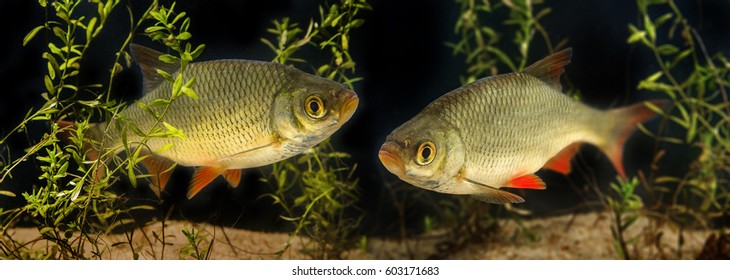 930 Rutilus rutilus Images, Stock Photos & Vectors | Shutterstock