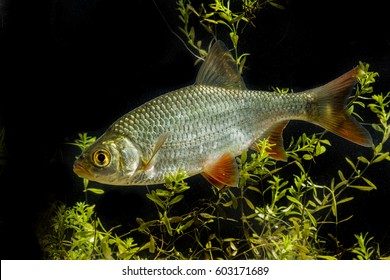 930 Rutilus rutilus Images, Stock Photos & Vectors | Shutterstock