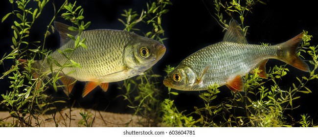 Rutilus Rutilus Roach Stock Photo (Edit Now) 603171683