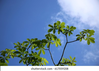 139 Saba nut tree Images, Stock Photos & Vectors | Shutterstock