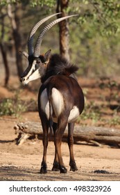 Sable Antelope Stock Photo 498323926 | Shutterstock