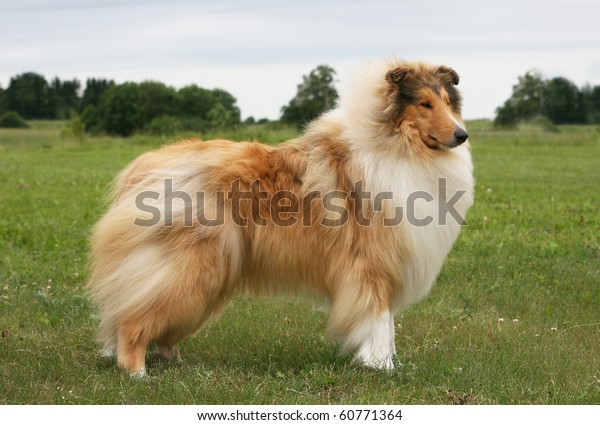 Sable Collie Rough Stock Photo 60771364 | Shutterstock