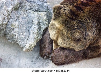 21,338 Sad bear Stock Photos, Images & Photography | Shutterstock