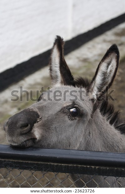 Sad Donkey Stock Photo 23623726 | Shutterstock