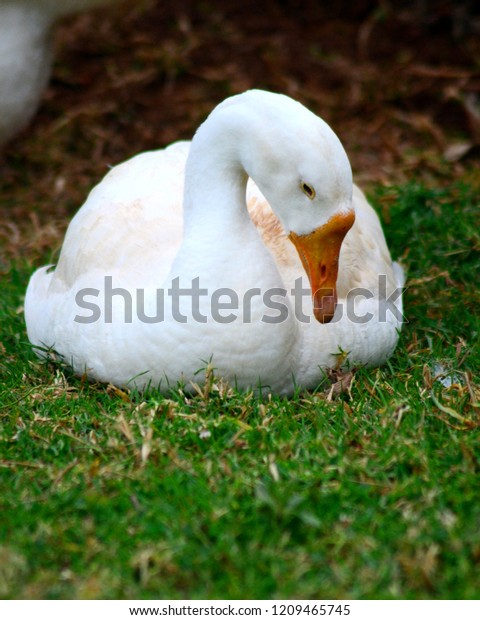 Sad Duck Looking Down Stock Photo 1209465745 | Shutterstock