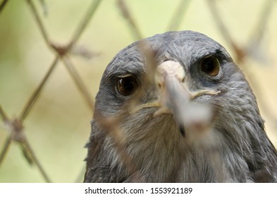 644 Sad eagle Images, Stock Photos & Vectors | Shutterstock