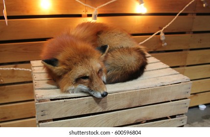 3,783 Fox on box Images, Stock Photos & Vectors | Shutterstock