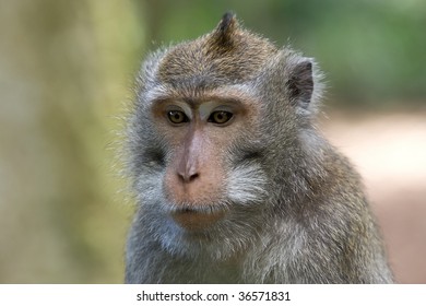 2,708 imágenes de Sad macaque - Imágenes, fotos y vectores de stock ...