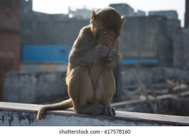 Sad Monkey Stock Photo 617578160 | Shutterstock