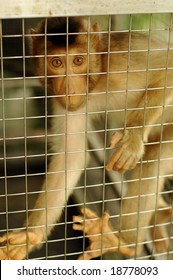 Sad Monkey Caged Stock Photo 18778093 | Shutterstock