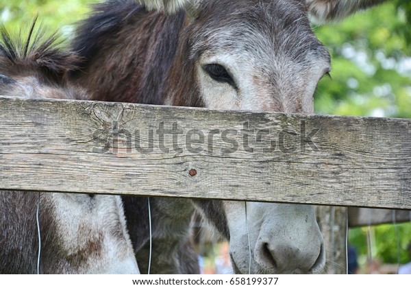 Sad Mule Stock Photo 658199377 | Shutterstock
