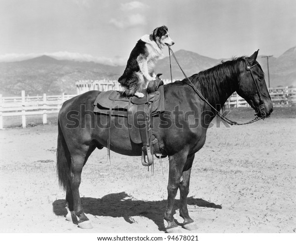 3,557 imágenes de Dog riding horse - Imágenes, fotos y vectores de ...