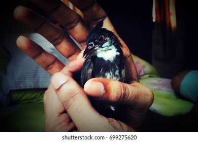 Coal Mining Coal Miner Man Hands Stock Photo (Edit Now) 1411256009