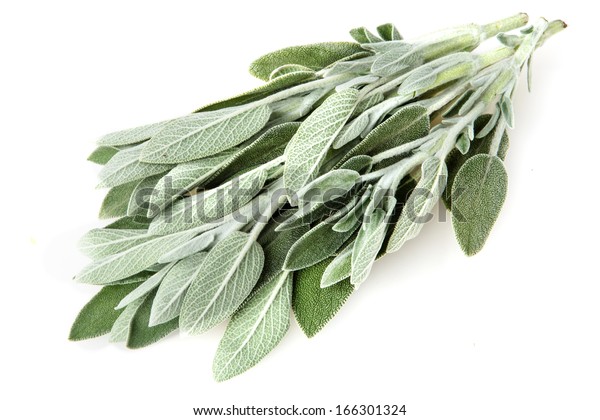 Sage Plant On White Background Stock Photo (Edit Now) 166301324