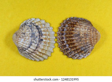 223 Coquille saint jacques Images, Stock Photos & Vectors | Shutterstock