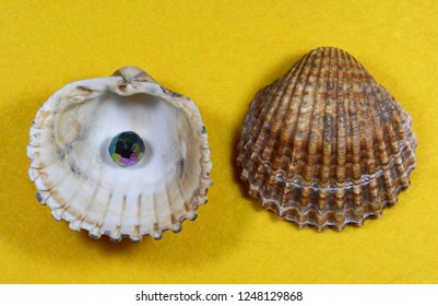 223 Coquille saint jacques Images, Stock Photos & Vectors | Shutterstock