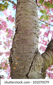 7,281 Cherry tree bark Images, Stock Photos & Vectors | Shutterstock
