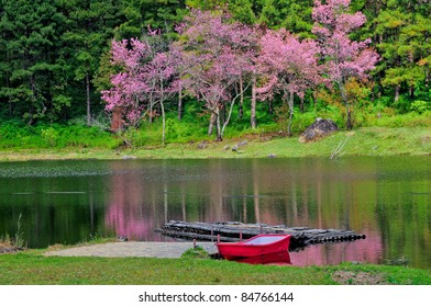 162 Boad tree Images, Stock Photos & Vectors | Shutterstock