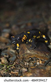 79 Common fire salamander Images, Stock Photos & Vectors | Shutterstock