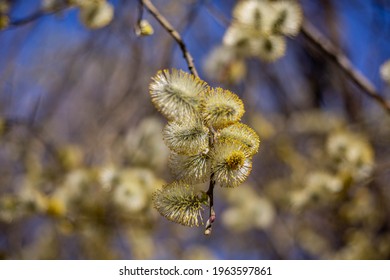 Sallow Tree Full Spring Bloom Stock Photo 1963597861 | Shutterstock