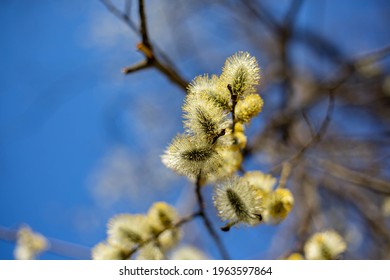 7,603 imágenes de Sallow tree - Imágenes, fotos y vectores de stock ...