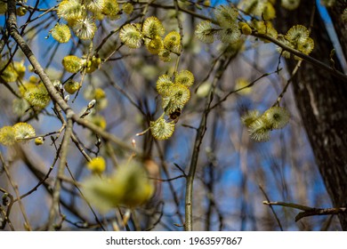 7,603 imágenes de Sallow tree - Imágenes, fotos y vectores de stock ...