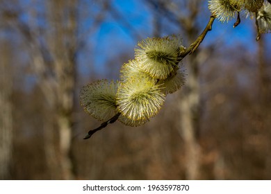 7,603 imágenes de Sallow tree - Imágenes, fotos y vectores de stock ...