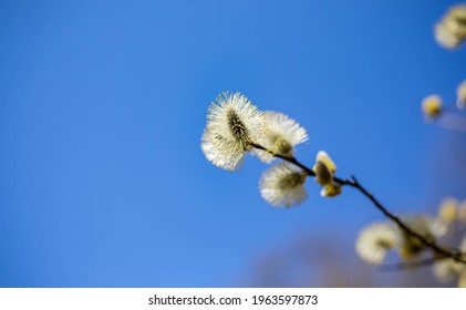 7,603 imágenes de Sallow tree - Imágenes, fotos y vectores de stock ...